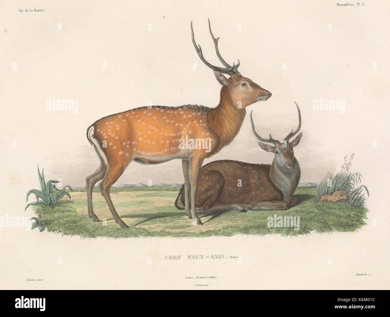 Ungulate genus hi-res stock photography and images - Alamy