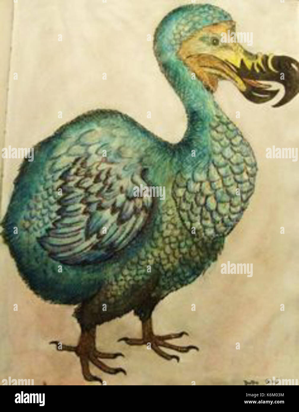 Drawing of a dodo Stock Photo - Alamy