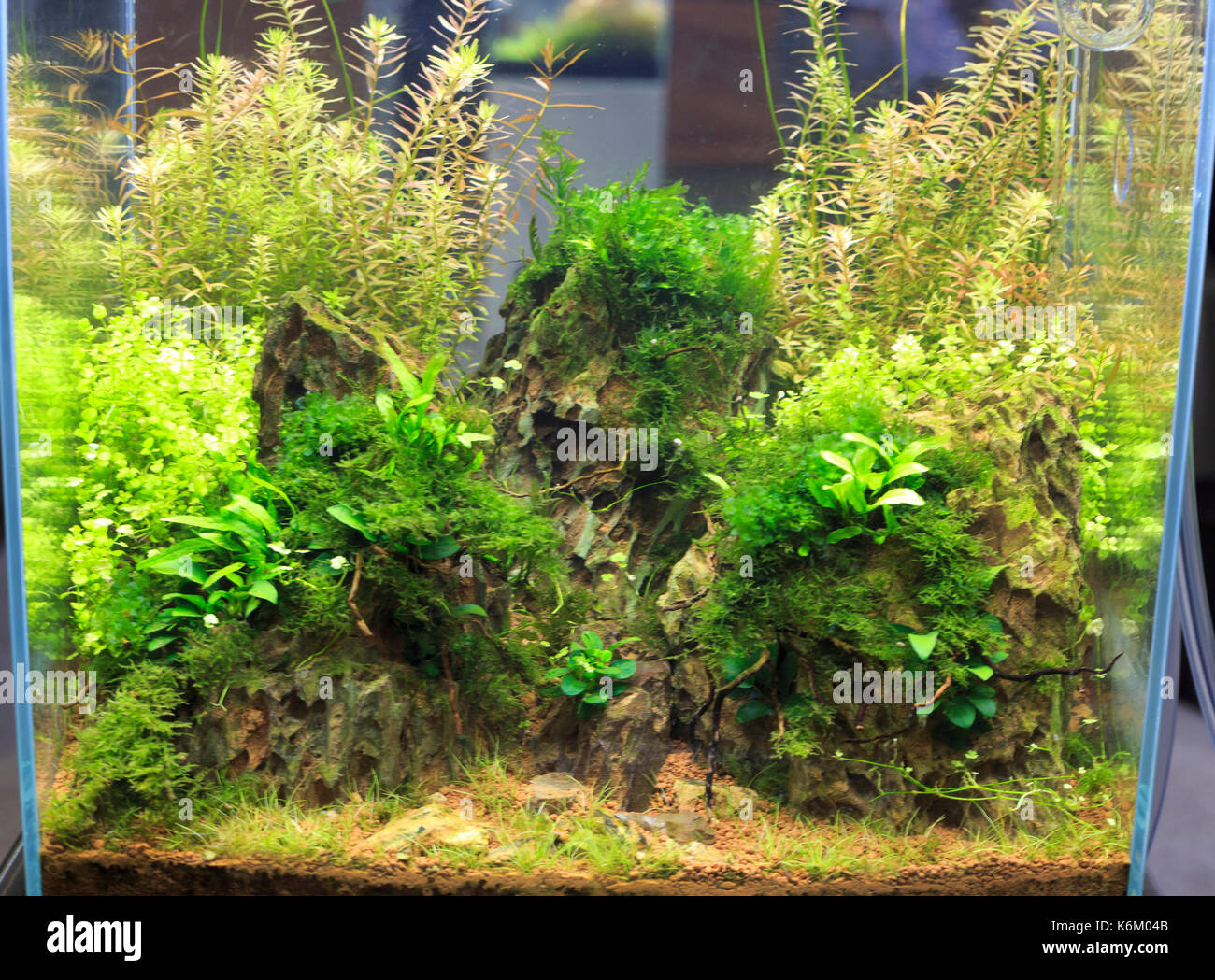 Freshwater aquarium with plants Stock Photo - Alamy