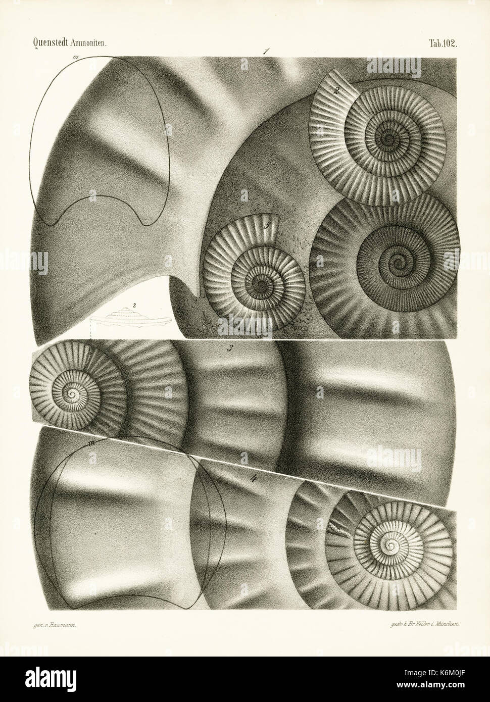 Ammonites fossils lithograph hi-res stock photography and images - Alamy