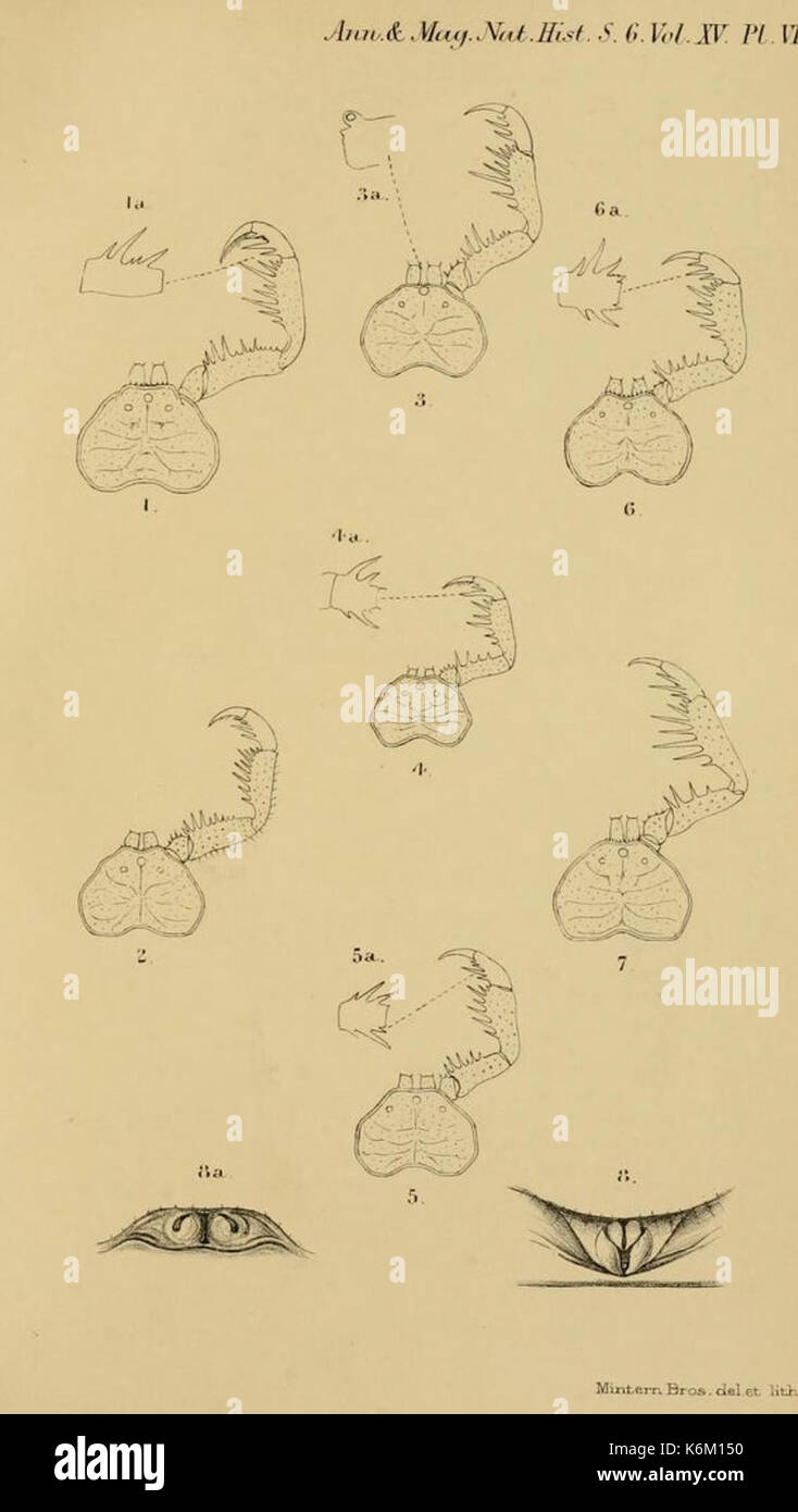 Different spiders hi-res stock photography and images - Alamy