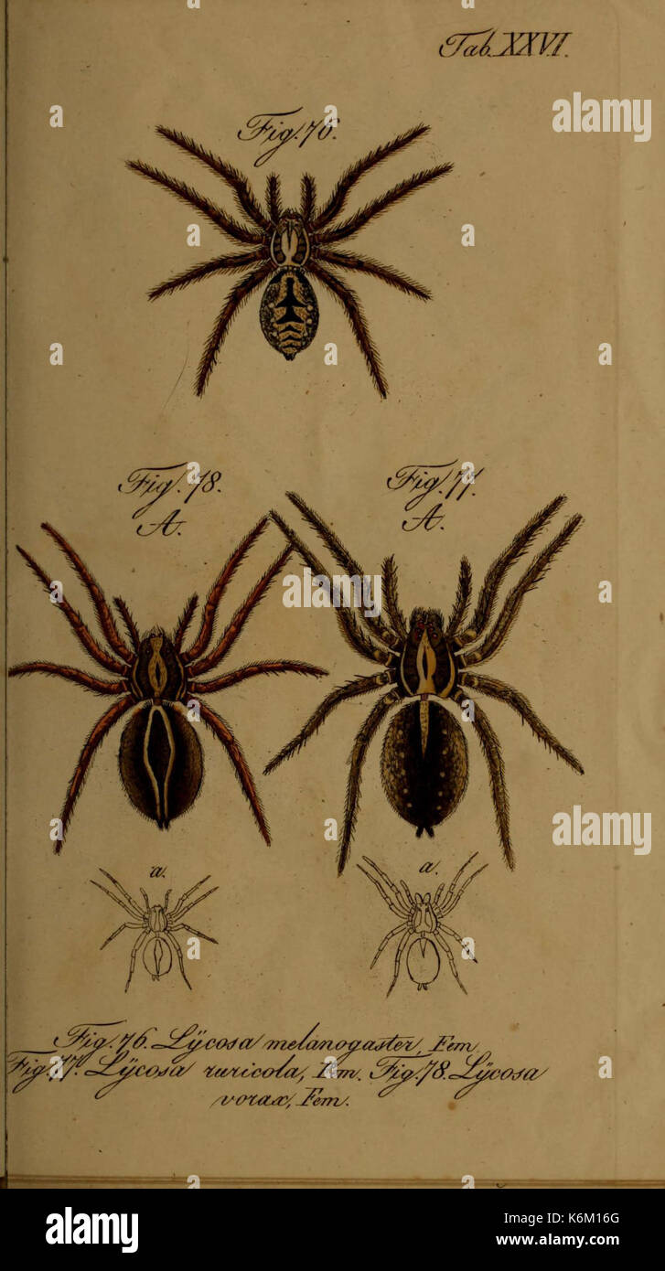 An illustration from the book 'Die Arachniden' depicting arachnids ...