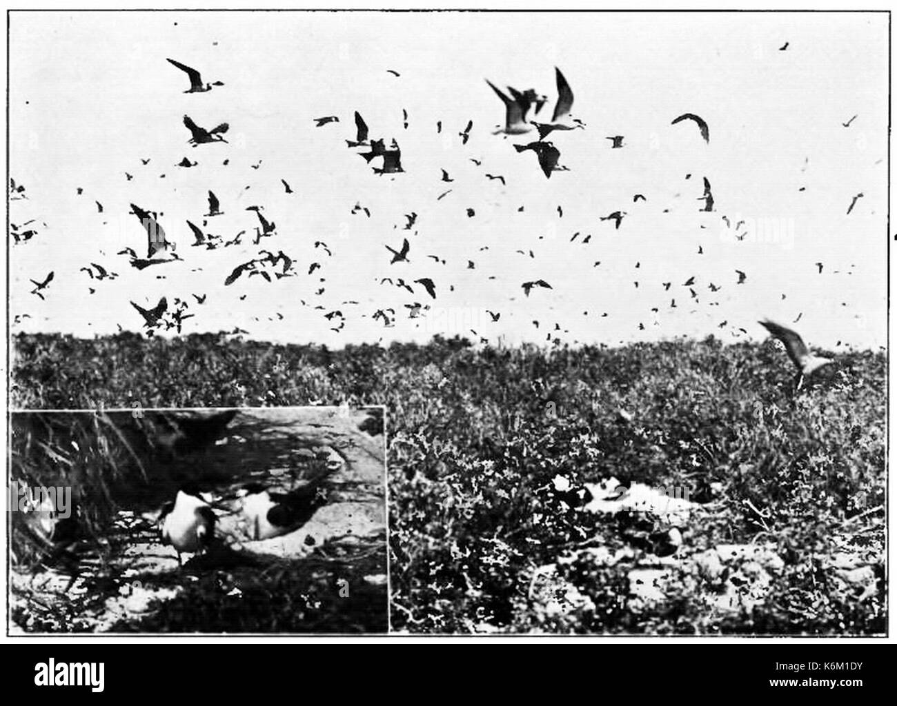 Mid pacific ocean Black and White Stock Photos & Images - Alamy