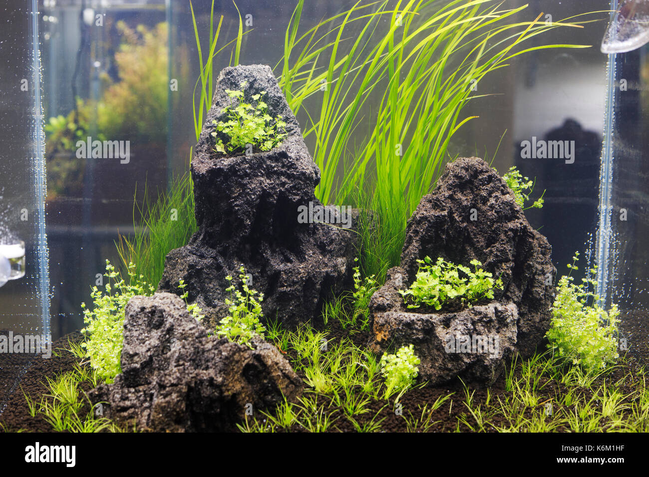 Freshwater aquarium with plants Stock Photo - Alamy