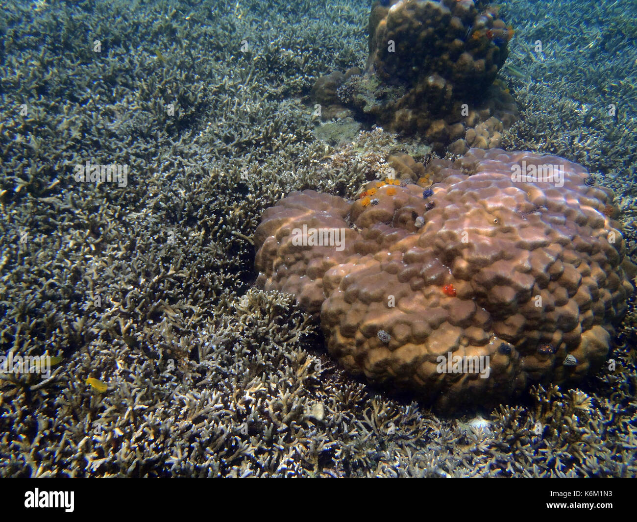 Underwater marine life, Christmas tree worms, Spirobranchus giganteus ...