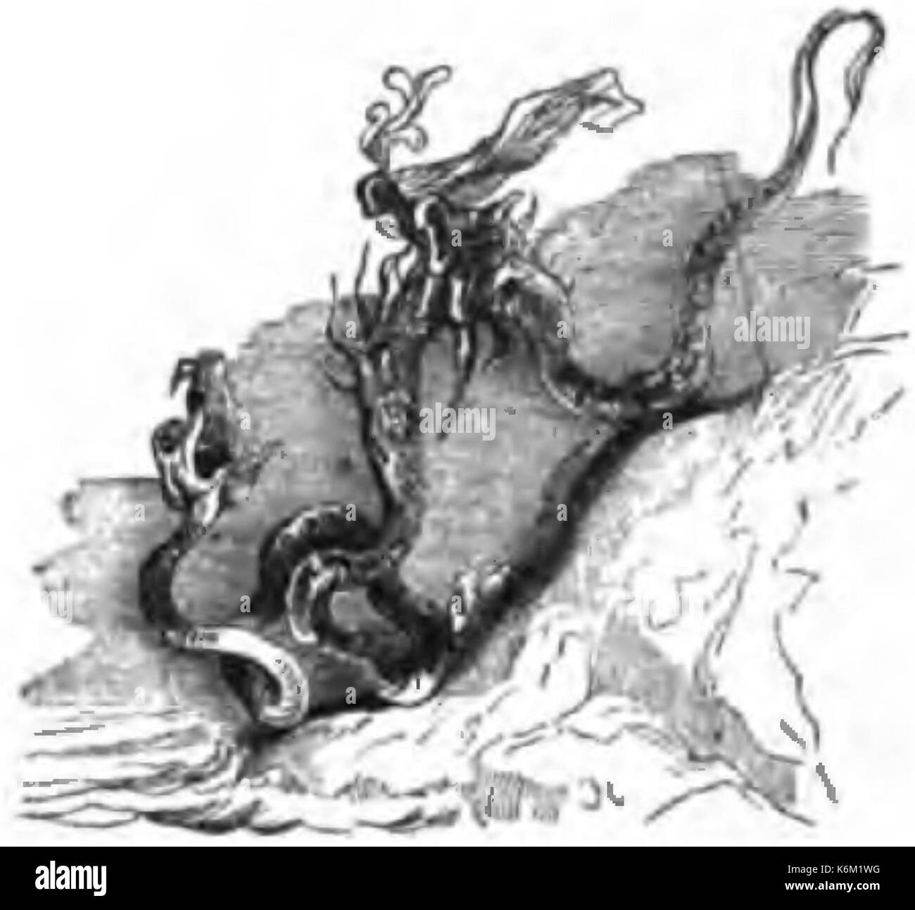 Don Chisciotte (Gamba Ambrosoli) Vol.1 0357 Stock Photo - Alamy