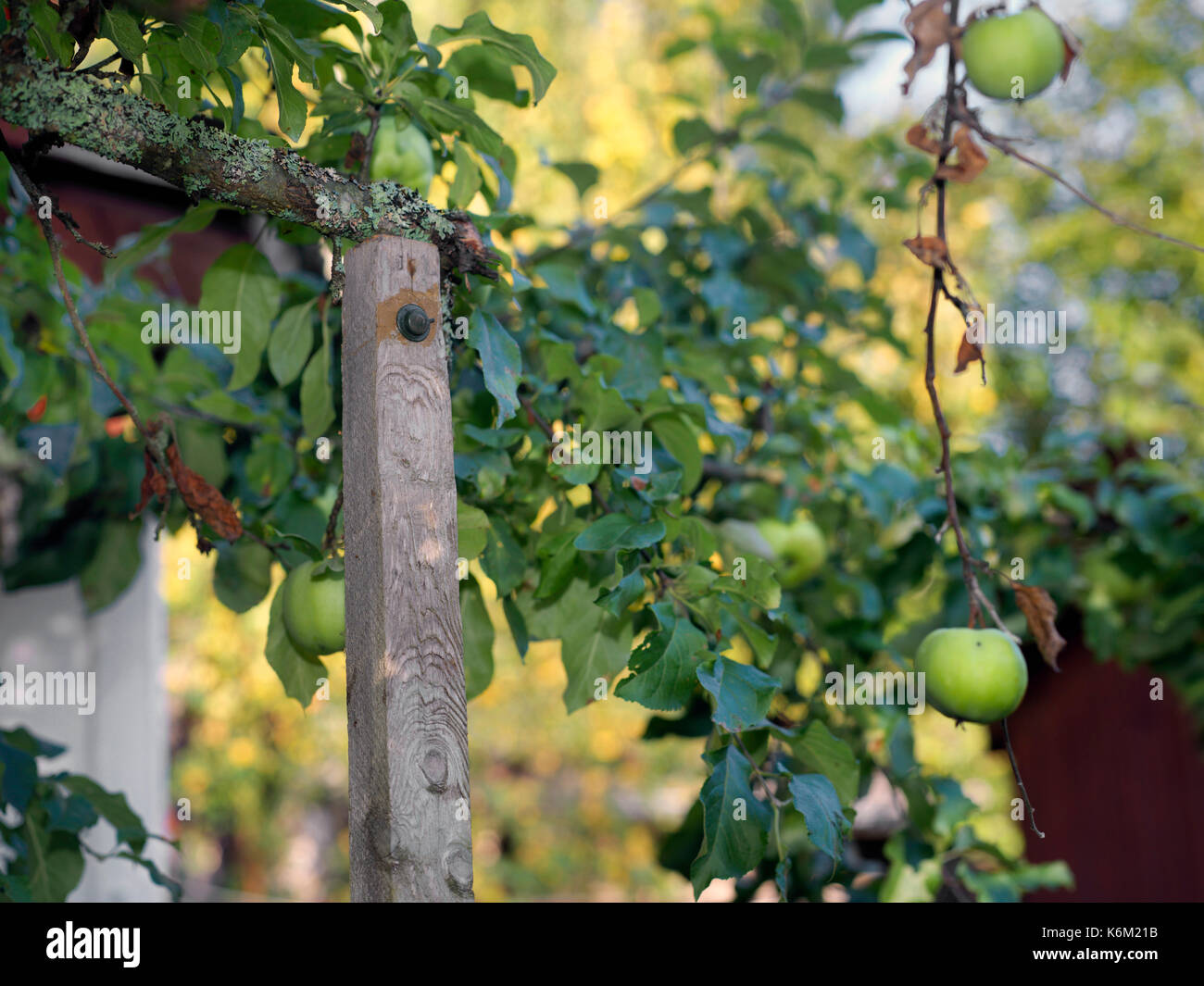 Branch of apple tree supported with wooden stick to avoid splits under ...