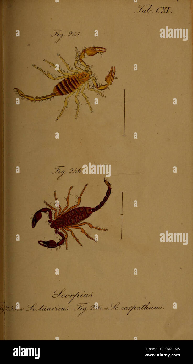 Scorpions exoskeleton hi-res stock photography and images - Alamy