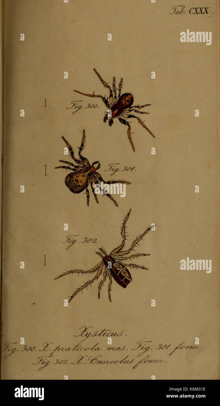 This illustration of arachnids from 'Die Arachniden' by Ernst Mayr ...