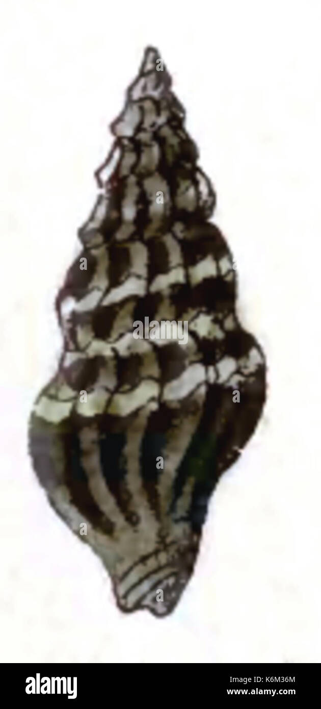 Clavus obliquatus 001 Stock Photo - Alamy