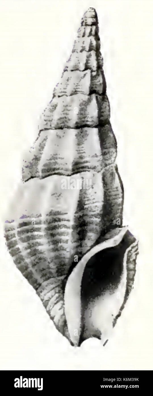 Drillia aerope 001 Stock Photo - Alamy