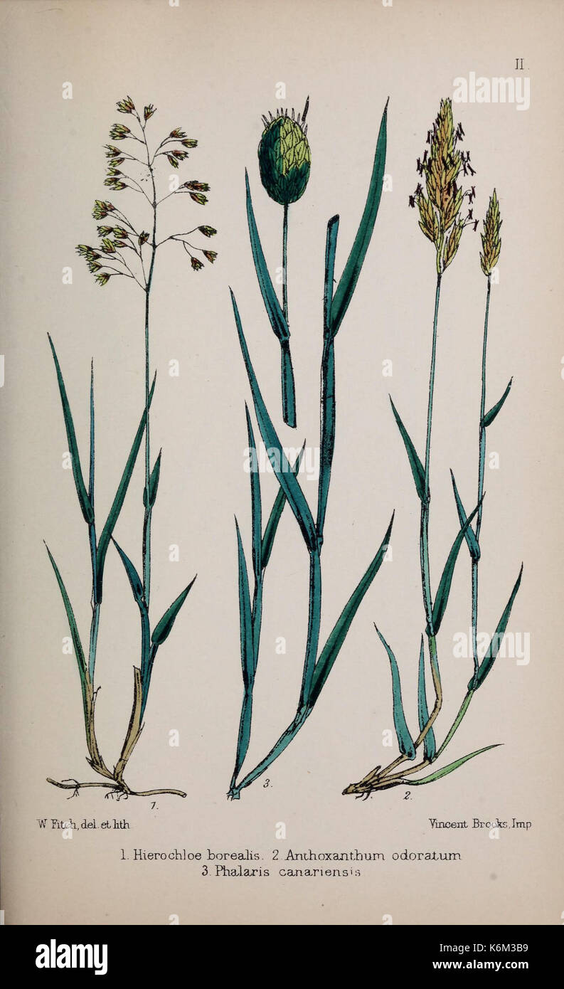 Showcases detailed botanical drawings hi-res stock photography and ...