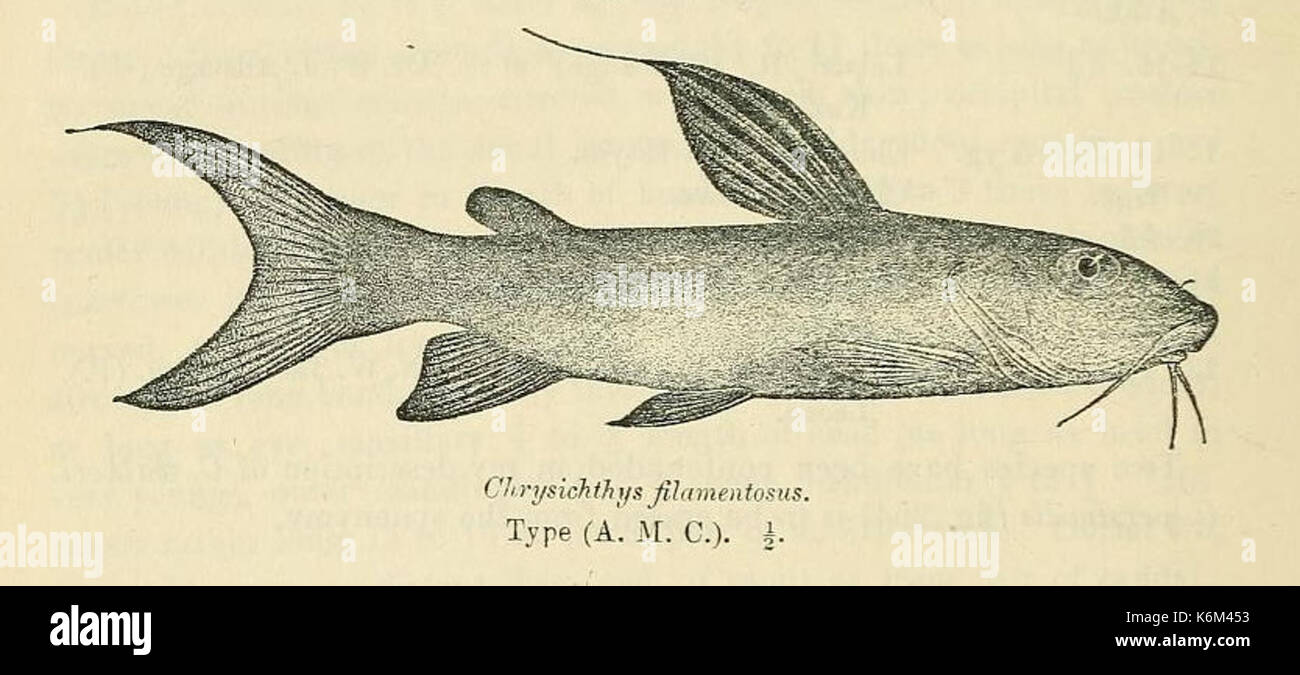 Chrysichthys auratus hi-res stock photography and images - Alamy