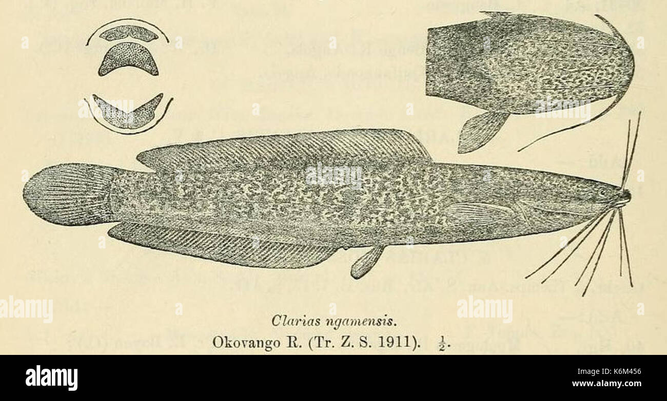 Clarias catfish hi-res stock photography and images - Alamy