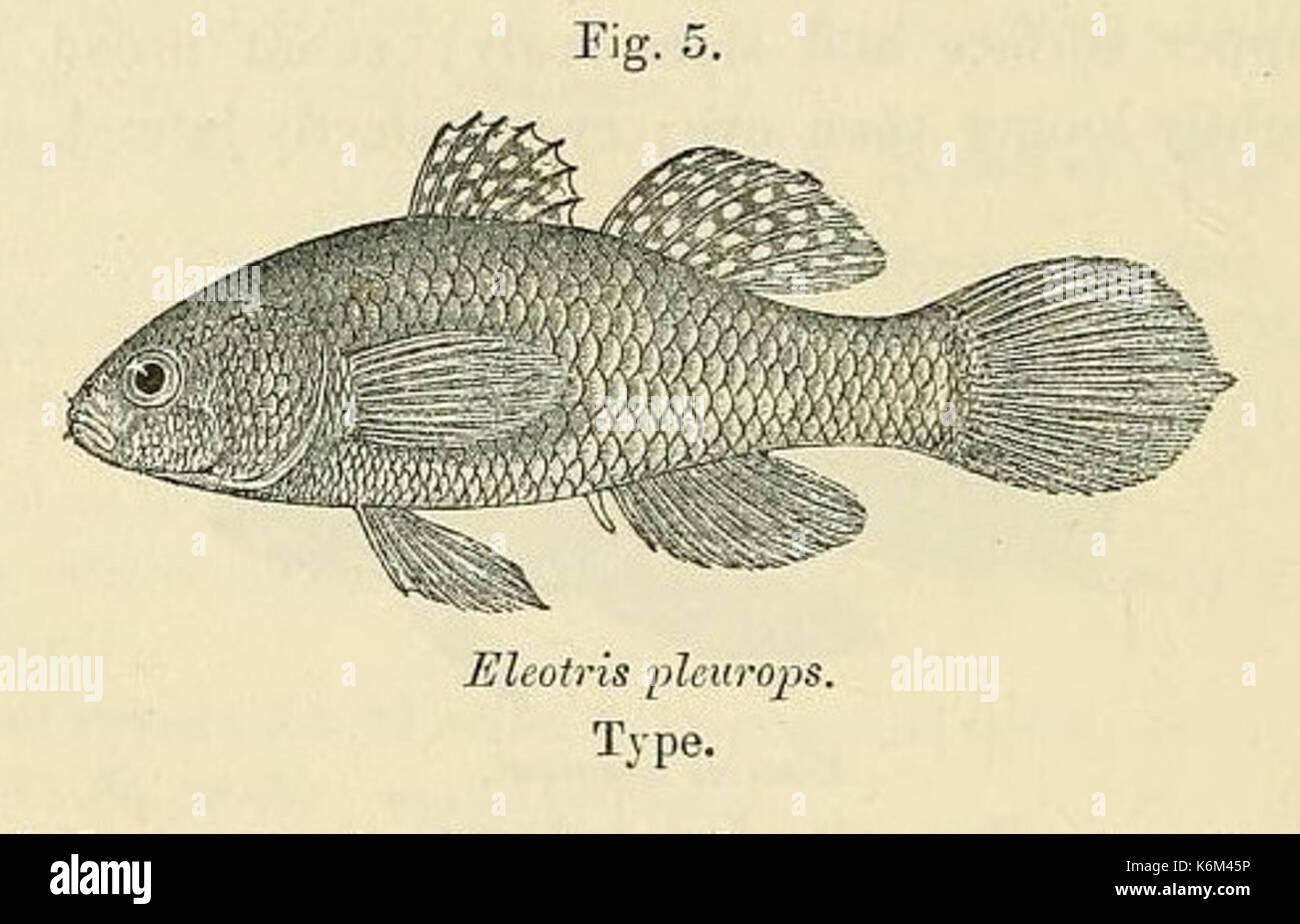 Dormitator maculatus hi-res stock photography and images - Alamy