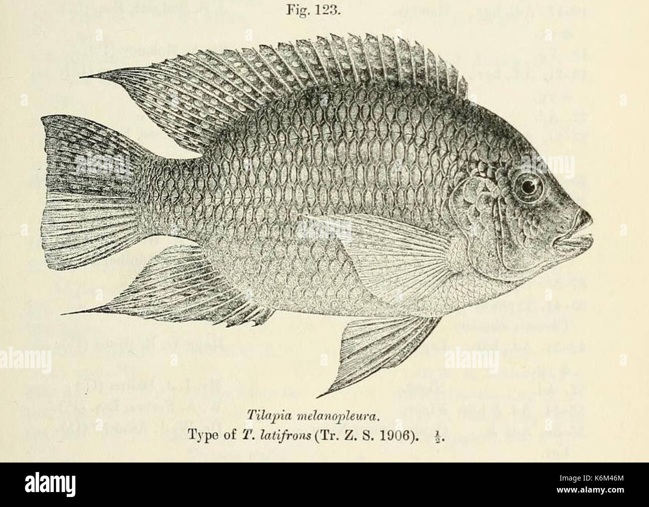 Tilapia zillii hi-res stock photography and images - Alamy