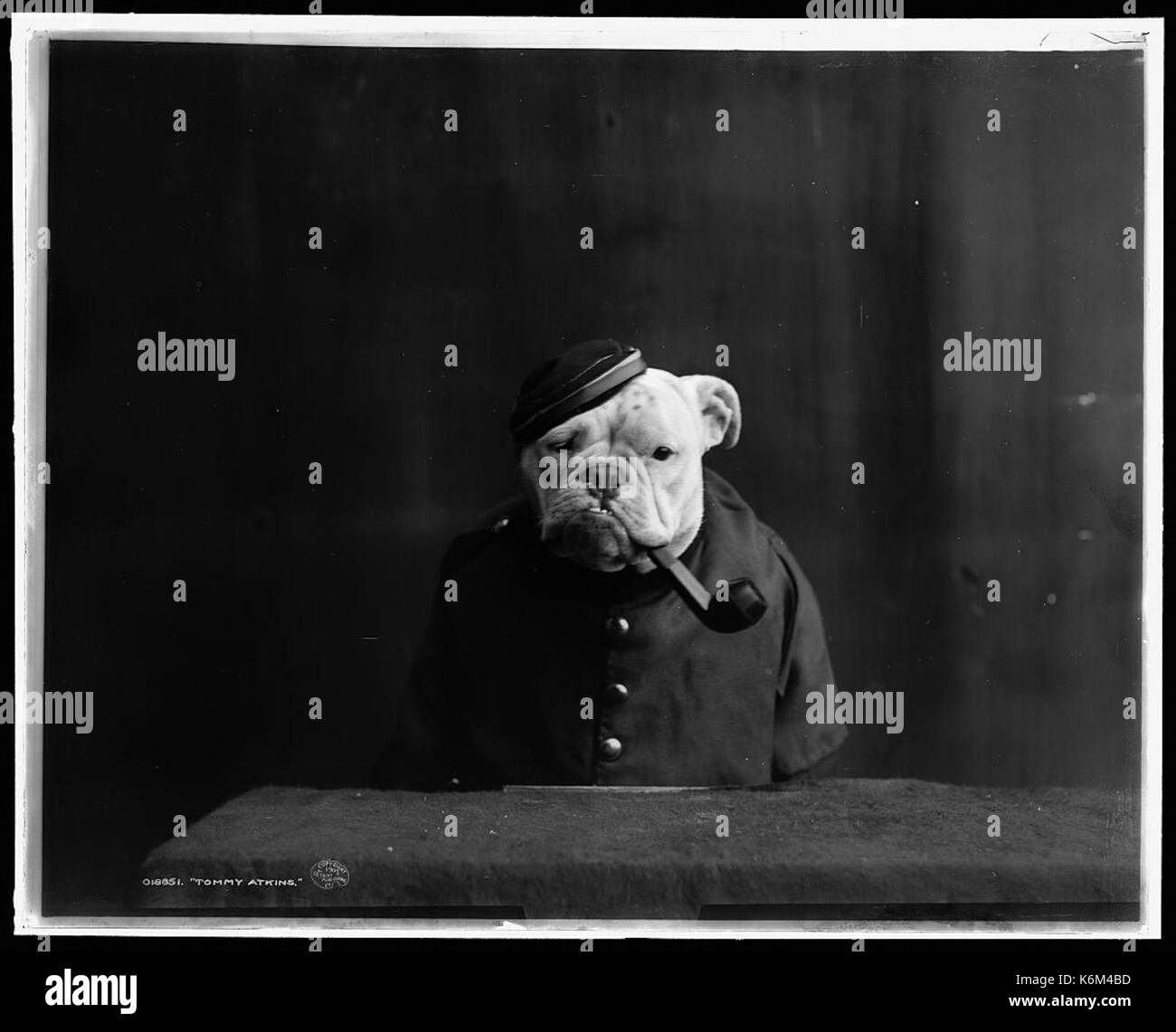 Dog in uniform with pipe Stock Photo - Alamy