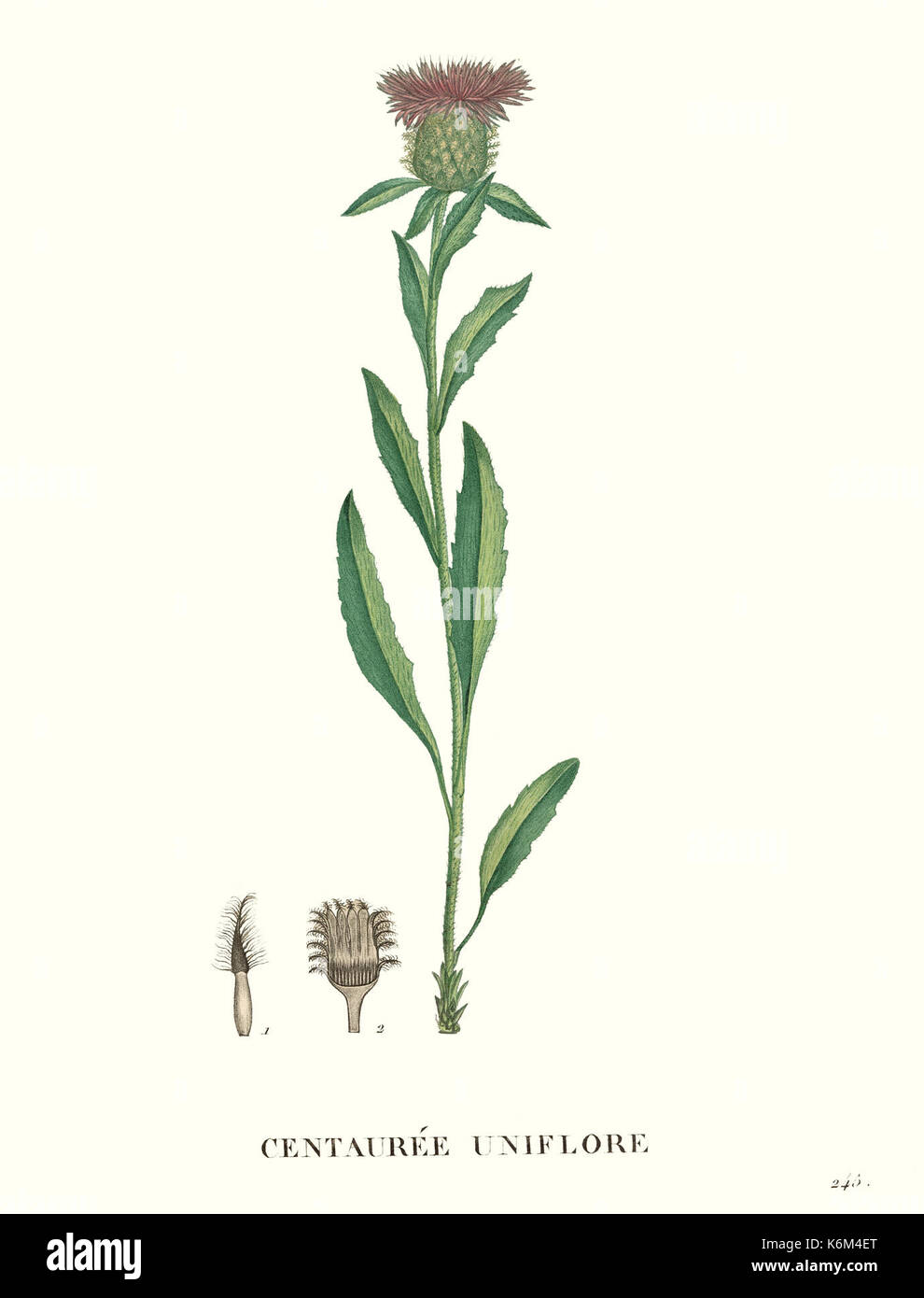 An illustration of the flower species Centaurea uniflora from the third ...
