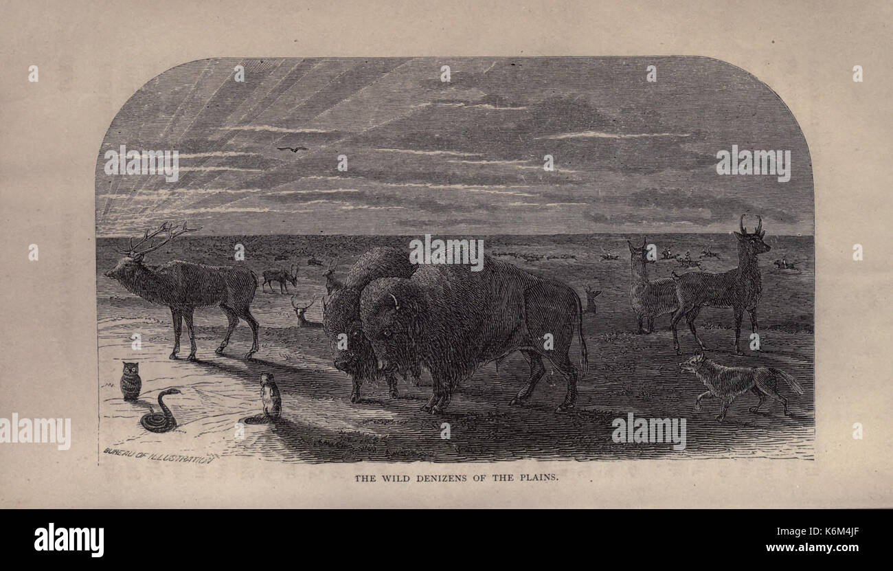 Buffalo land (Page 197) BHL17456015 Stock Photo - Alamy