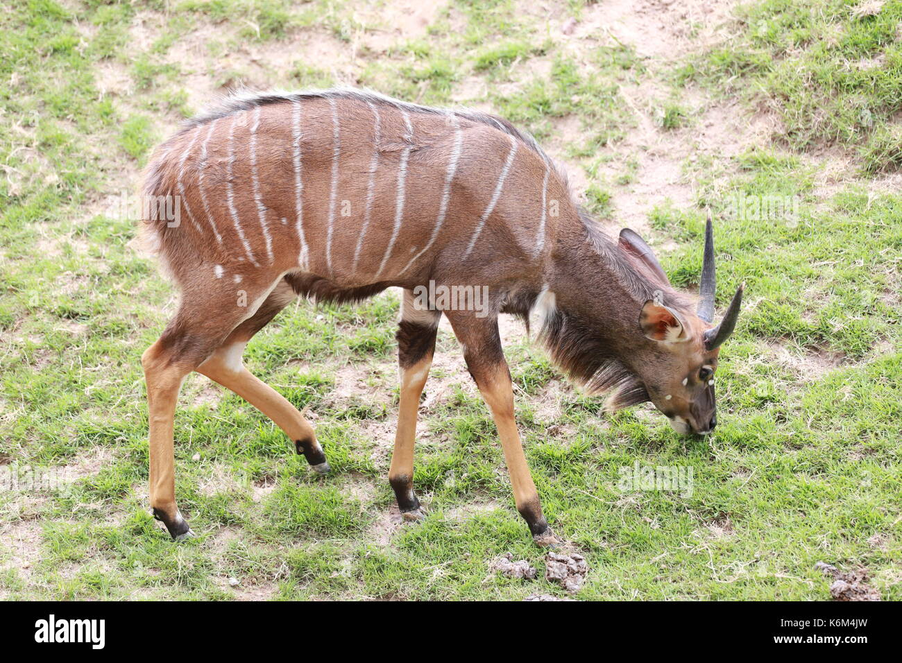 Nyala angasi hi-res stock photography and images - Alamy