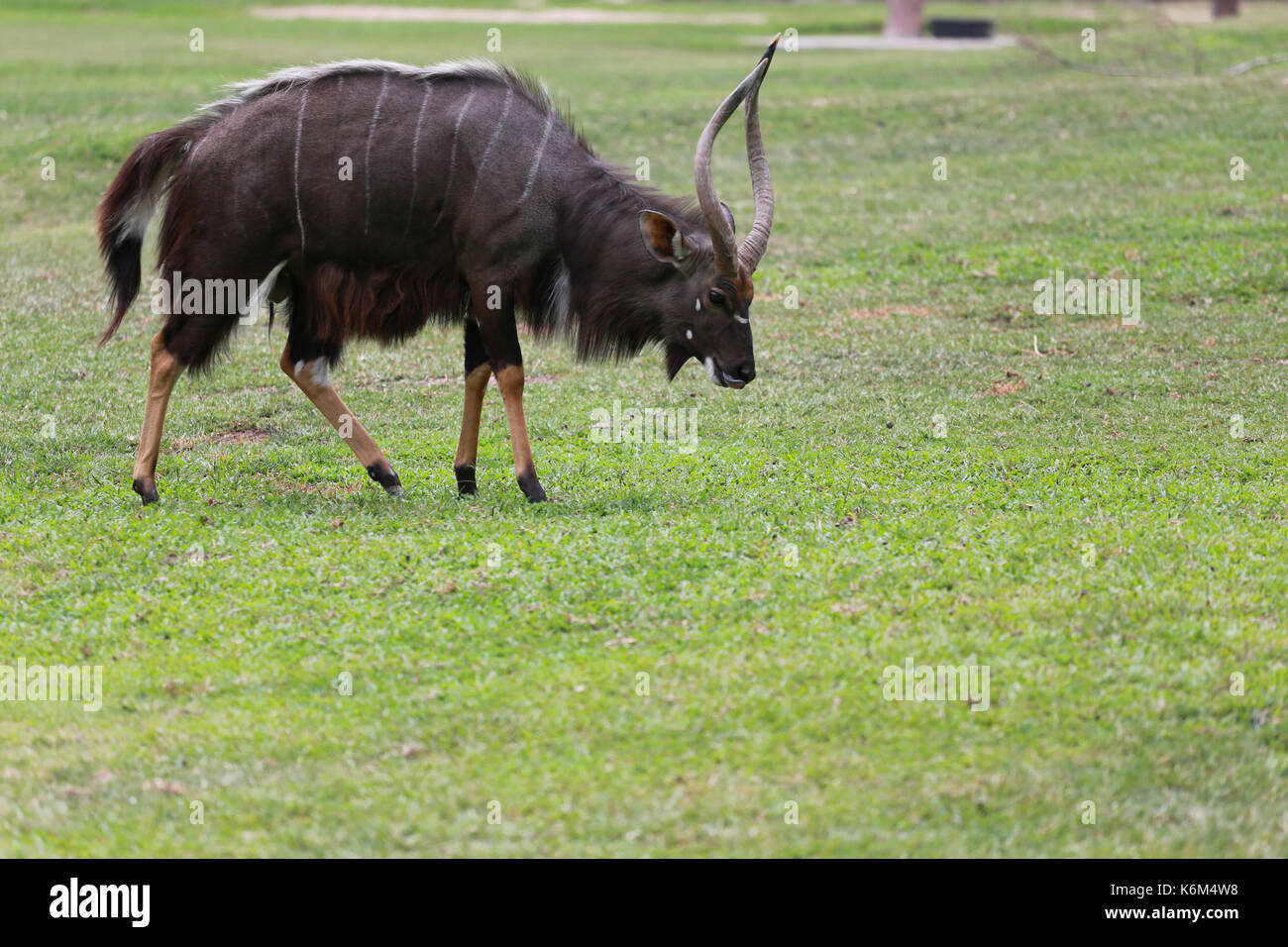 Male female mountain nyala tragelaphus hi-res stock photography and ...