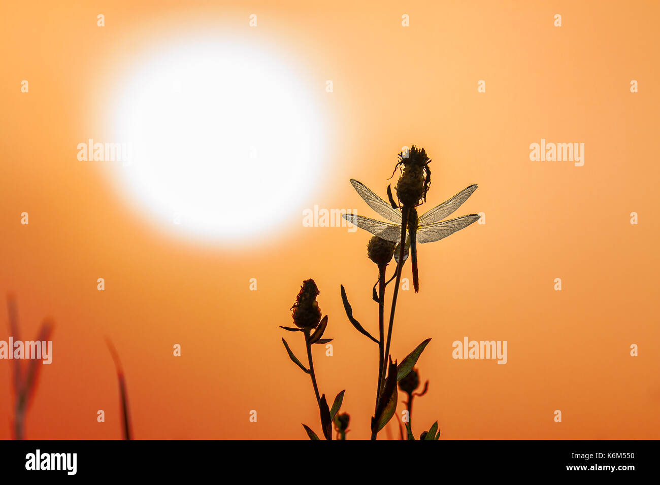Dragonfly sunrise hi-res stock photography and images - Alamy