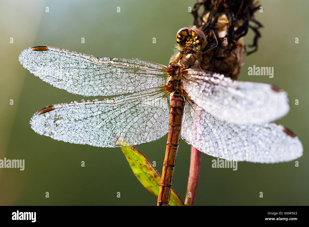 Dragonfly sunrise hi-res stock photography and images - Alamy