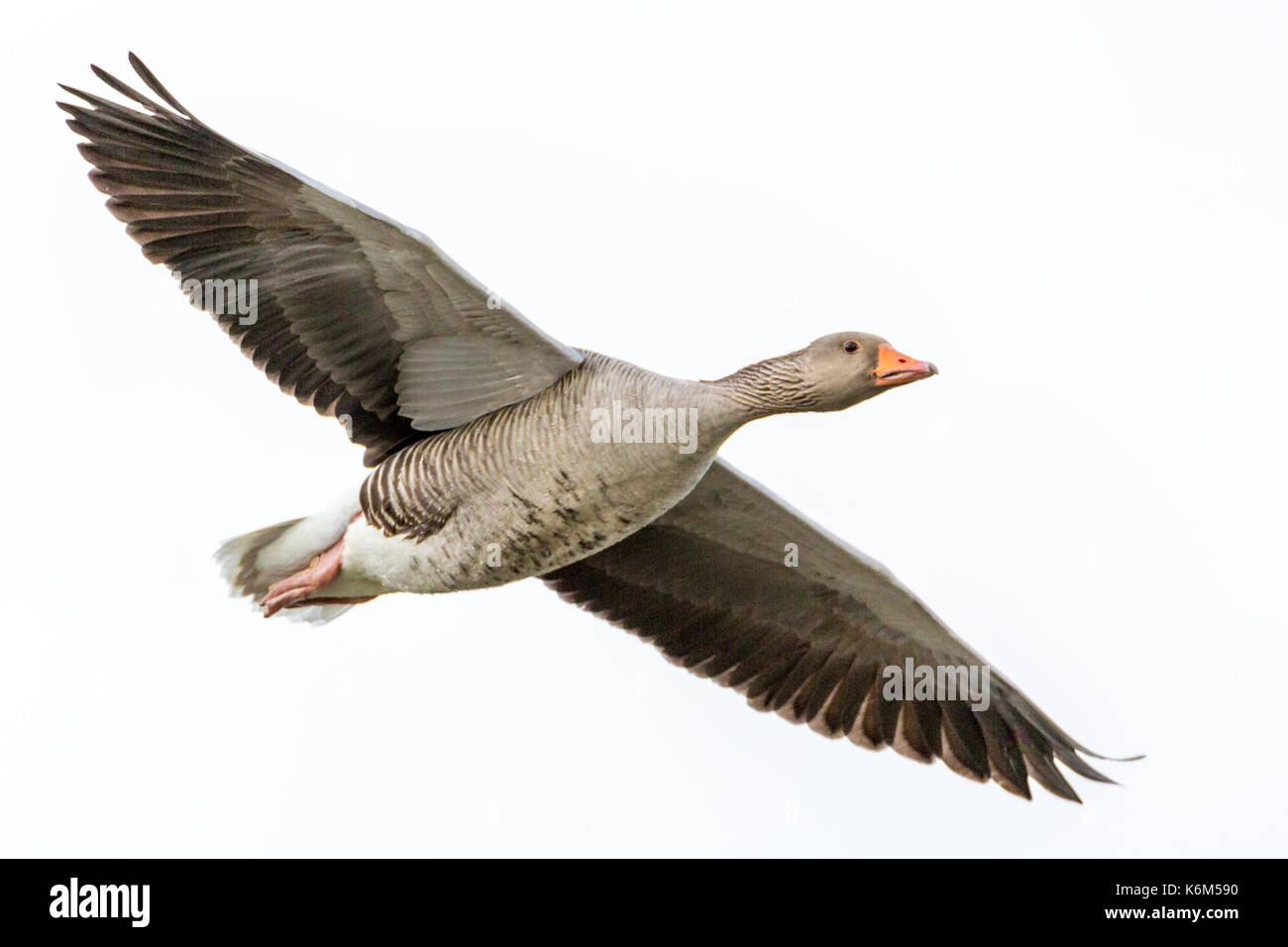 Close up of a goose hi-res stock photography and images - Alamy