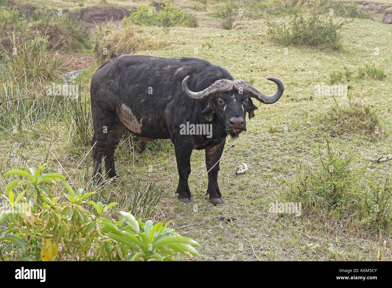 Buffalo in africa hi-res stock photography and images - Alamy