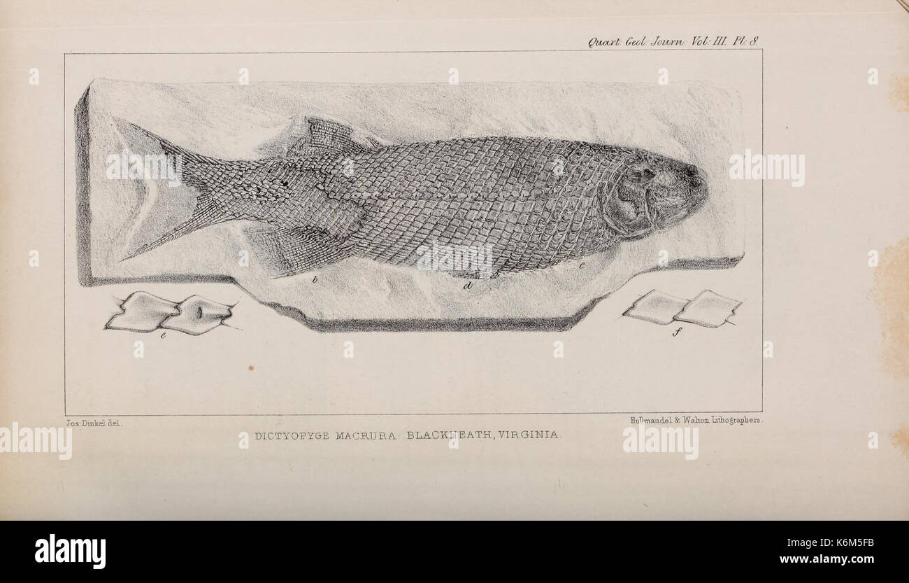 Macrura hi-res stock photography and images - Alamy