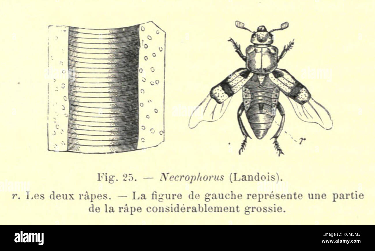 Darwinian anthropology hi-res stock photography and images - Alamy