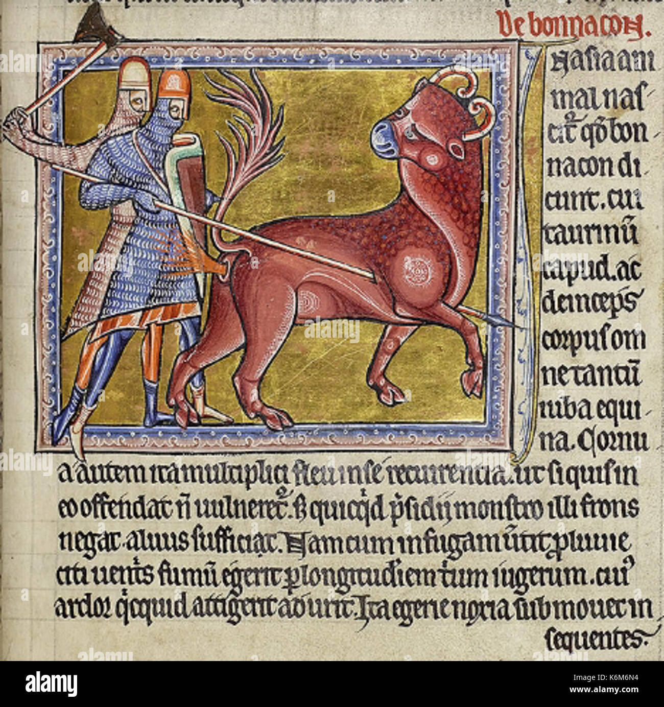 Bonnacon hi-res stock photography and images - Alamy