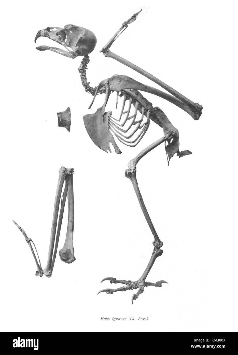 Ignavus High Resolution Stock Photography and Images - Alamy