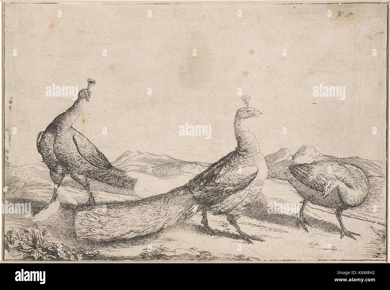 Pauwen hi-res stock photography and images - Alamy