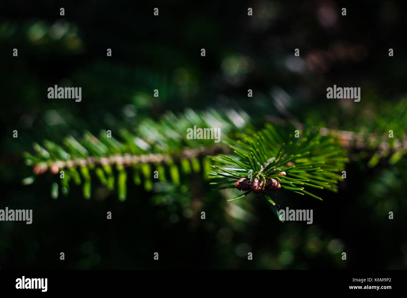 Macro pine hi-res stock photography and images - Alamy