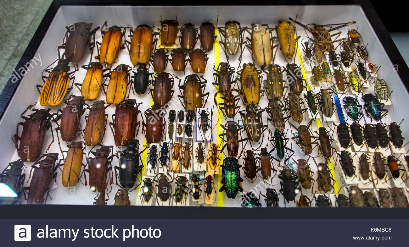 Beetle Collection Insect High Resolution Stock Photography and Images ...