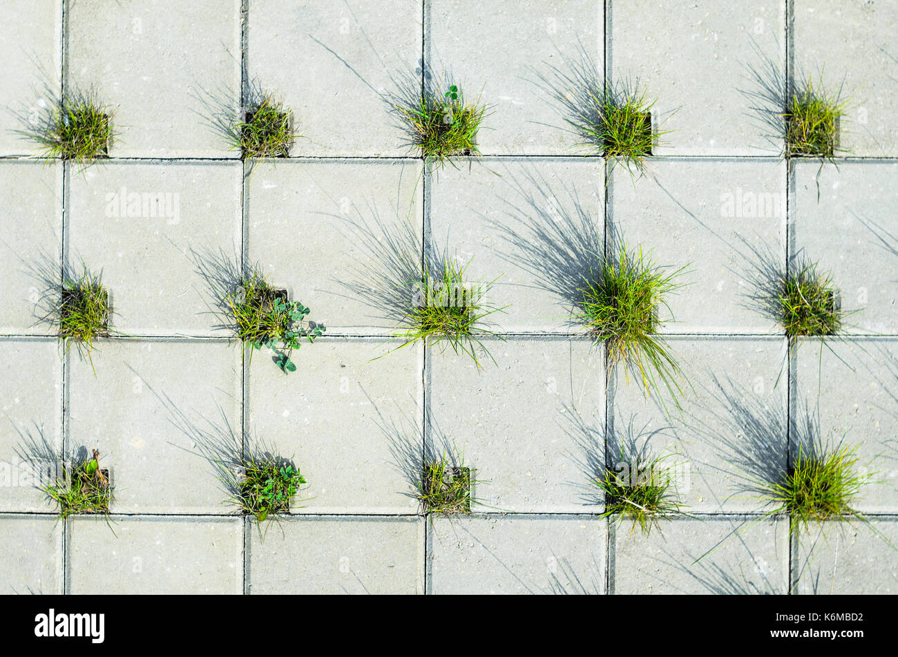 Grass Top View Texture Hd