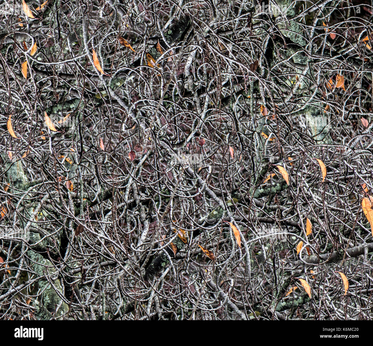 Branches of a tree without leaves in autumn Stock Photo - Alamy