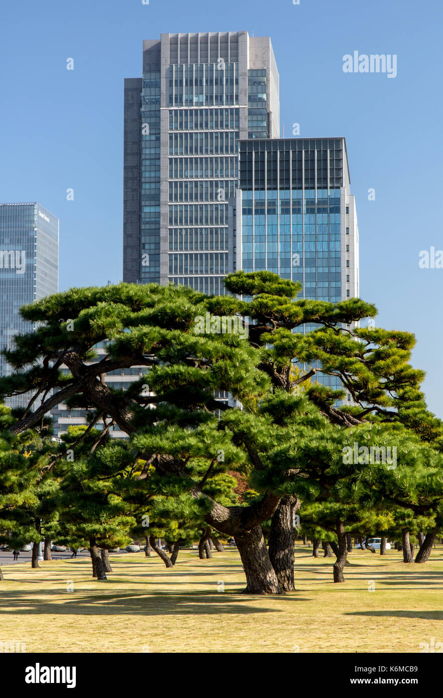 Pine trees on background of modern office buildings in Park, Tokyo ...