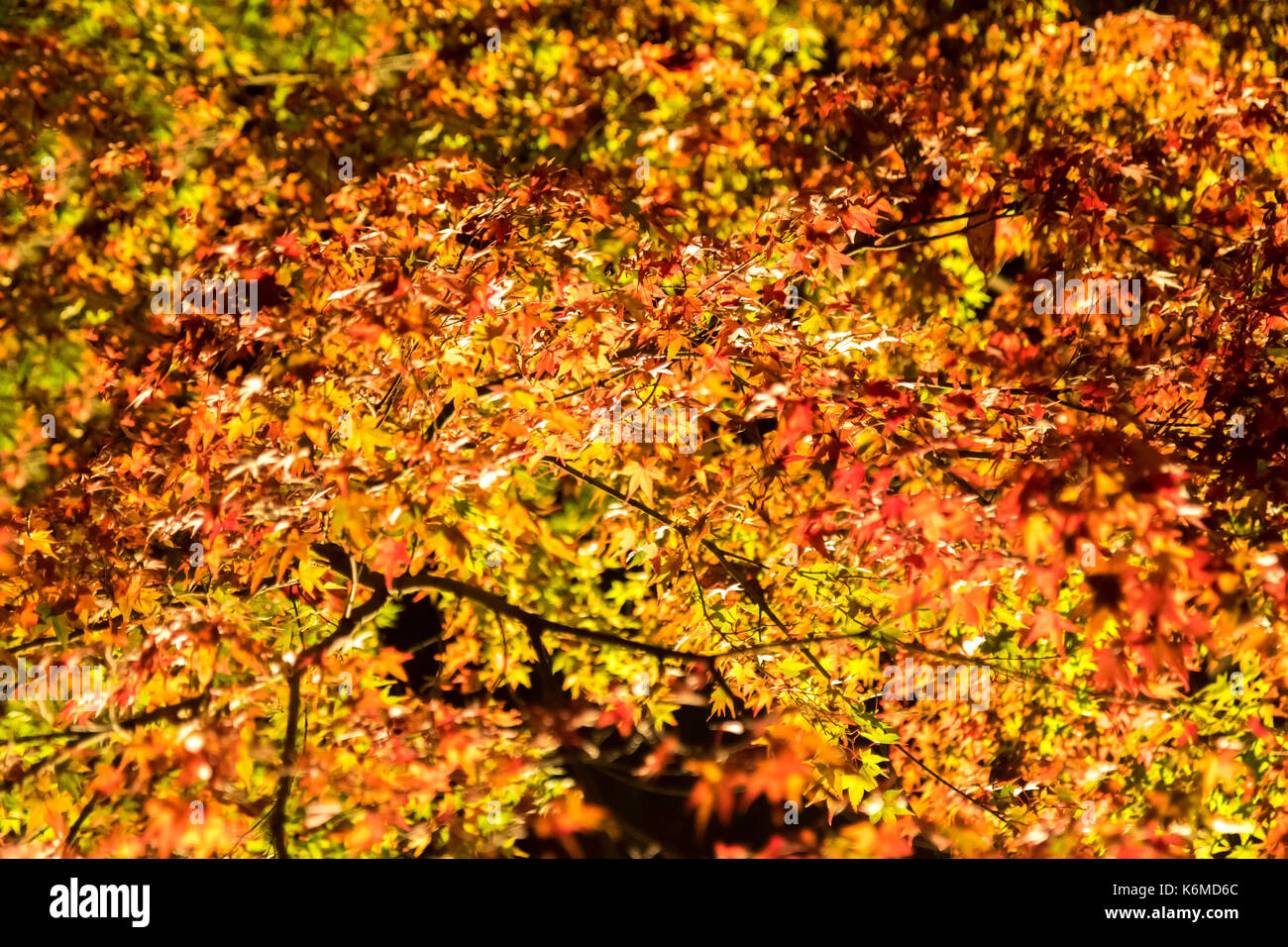 Night leaves hi-res stock photography and images - Alamy