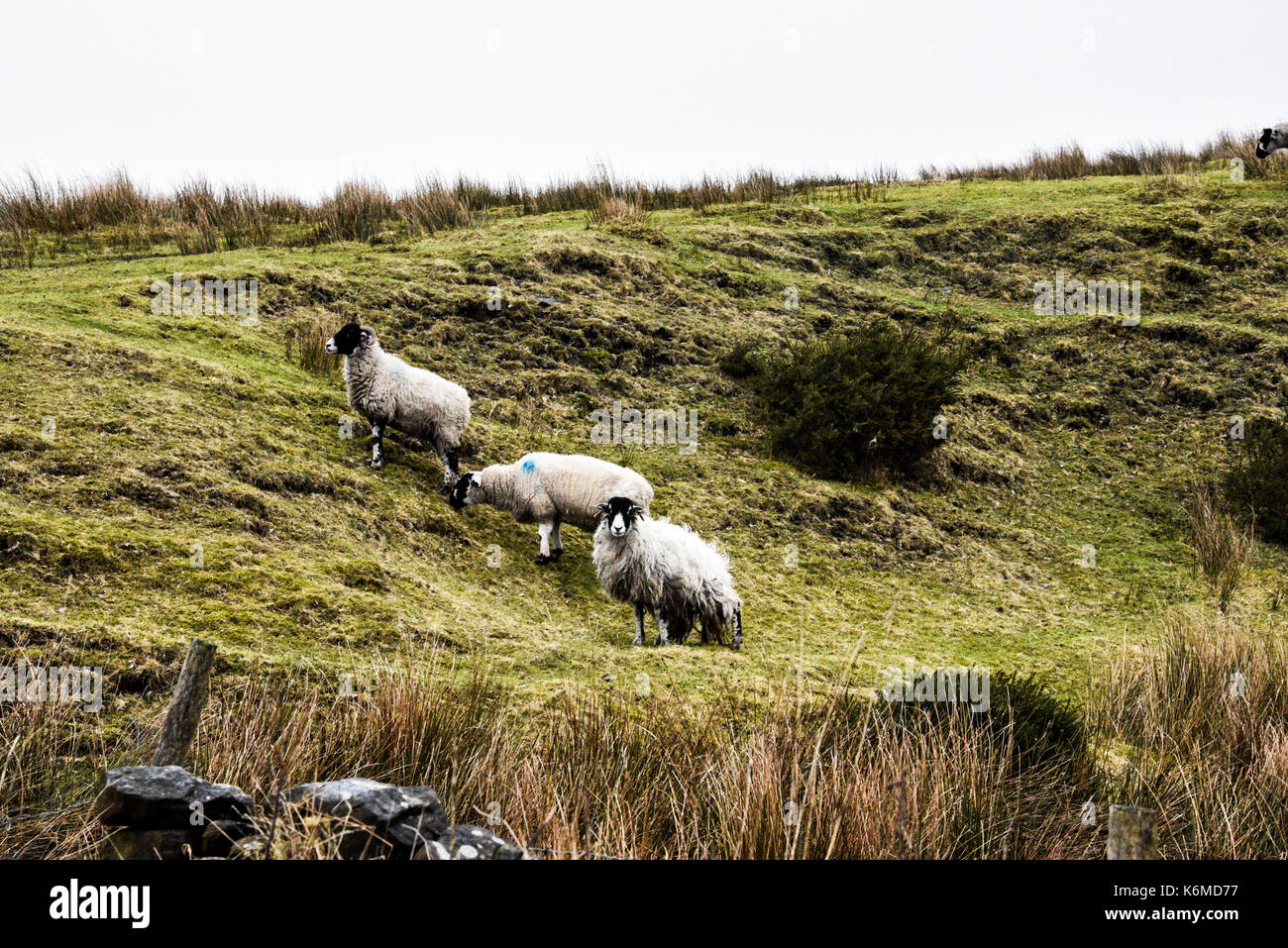 Traditional Sheep / Farming in the Peak District. UK Stock Photo - Alamy