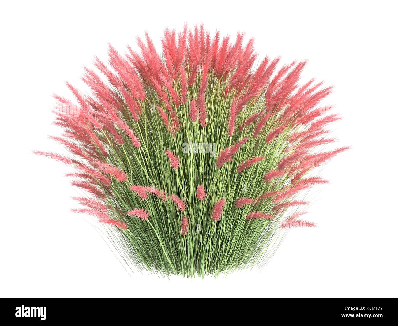 Realistic flower hi-res stock photography and images - Alamy