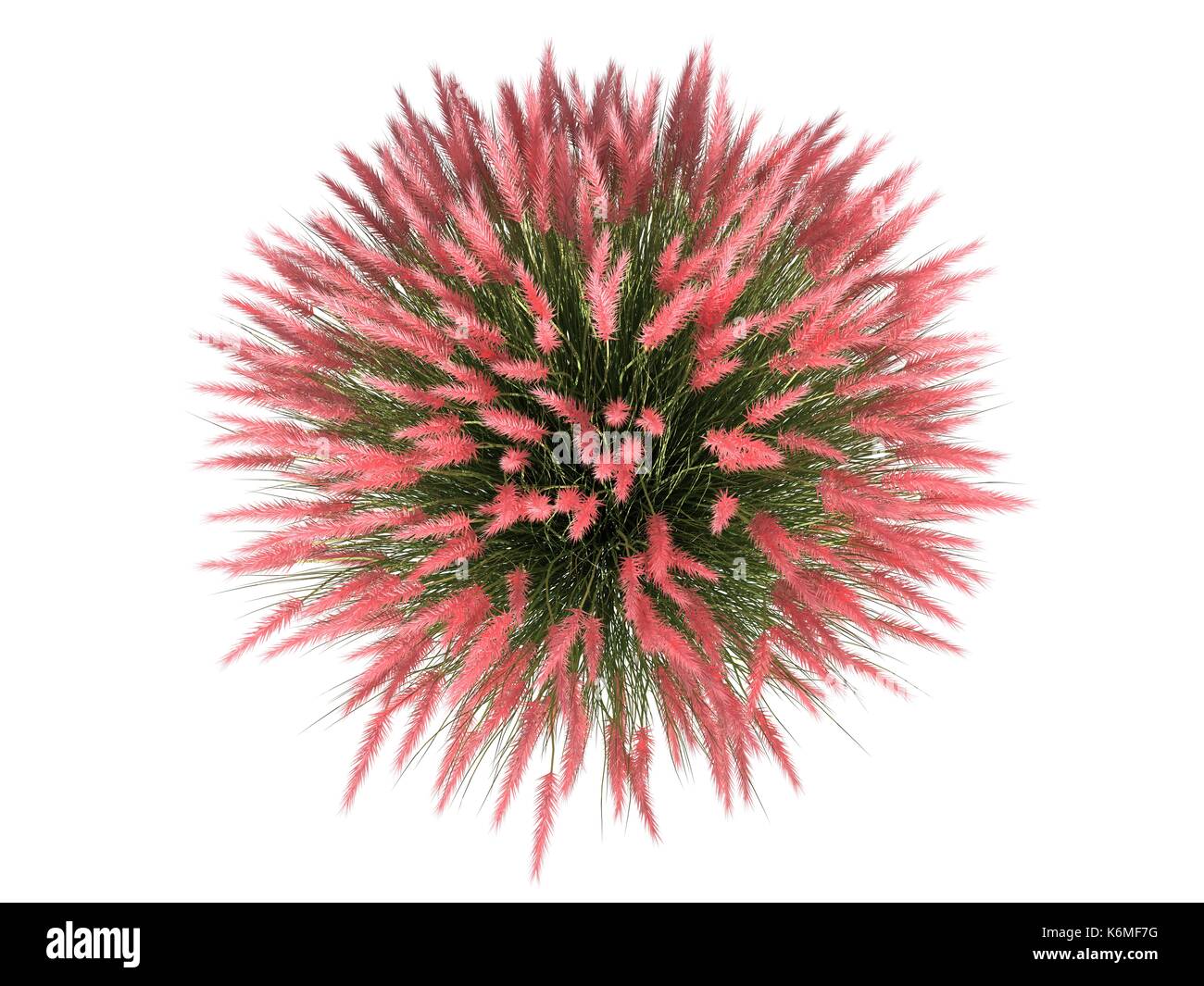 Flowers Shrub Plan View