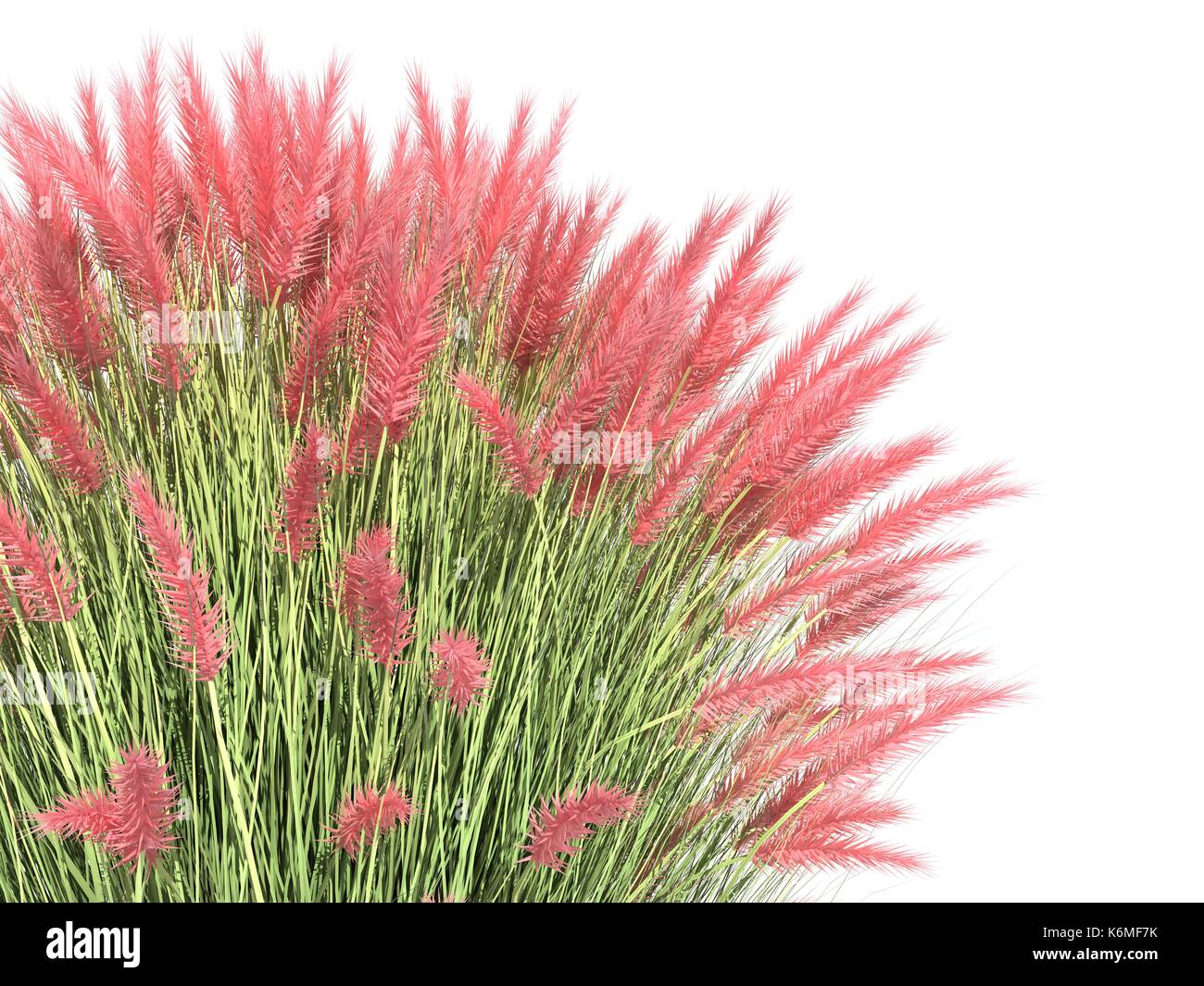 3d rendering of a realistic flower bush from front view isolated on ...