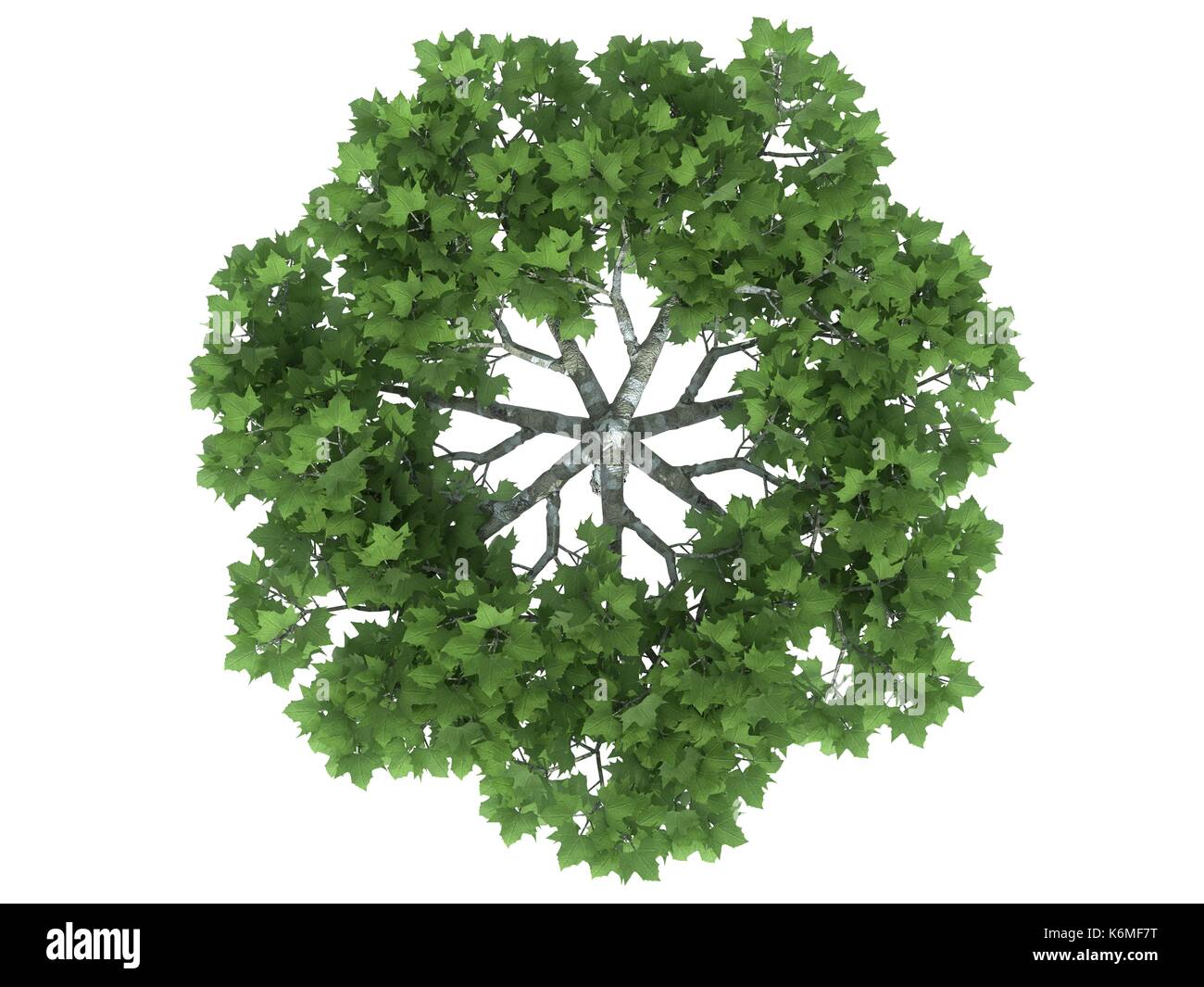 3d rendering of a realistic green tree top view isolated on white Stock ...