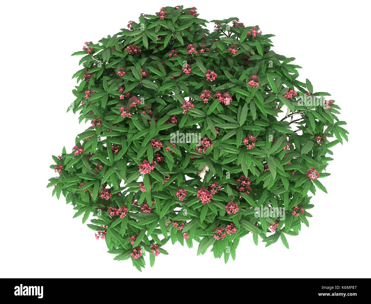 Flowers Bush Top View