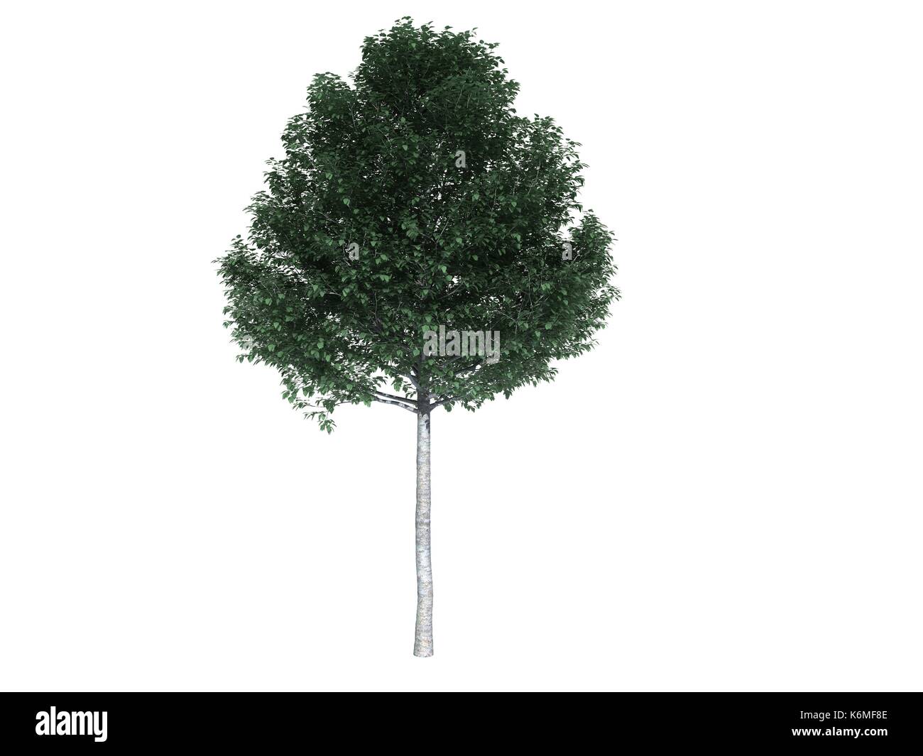 3d rendering of a realistic green tree isolated on white Stock Photo ...