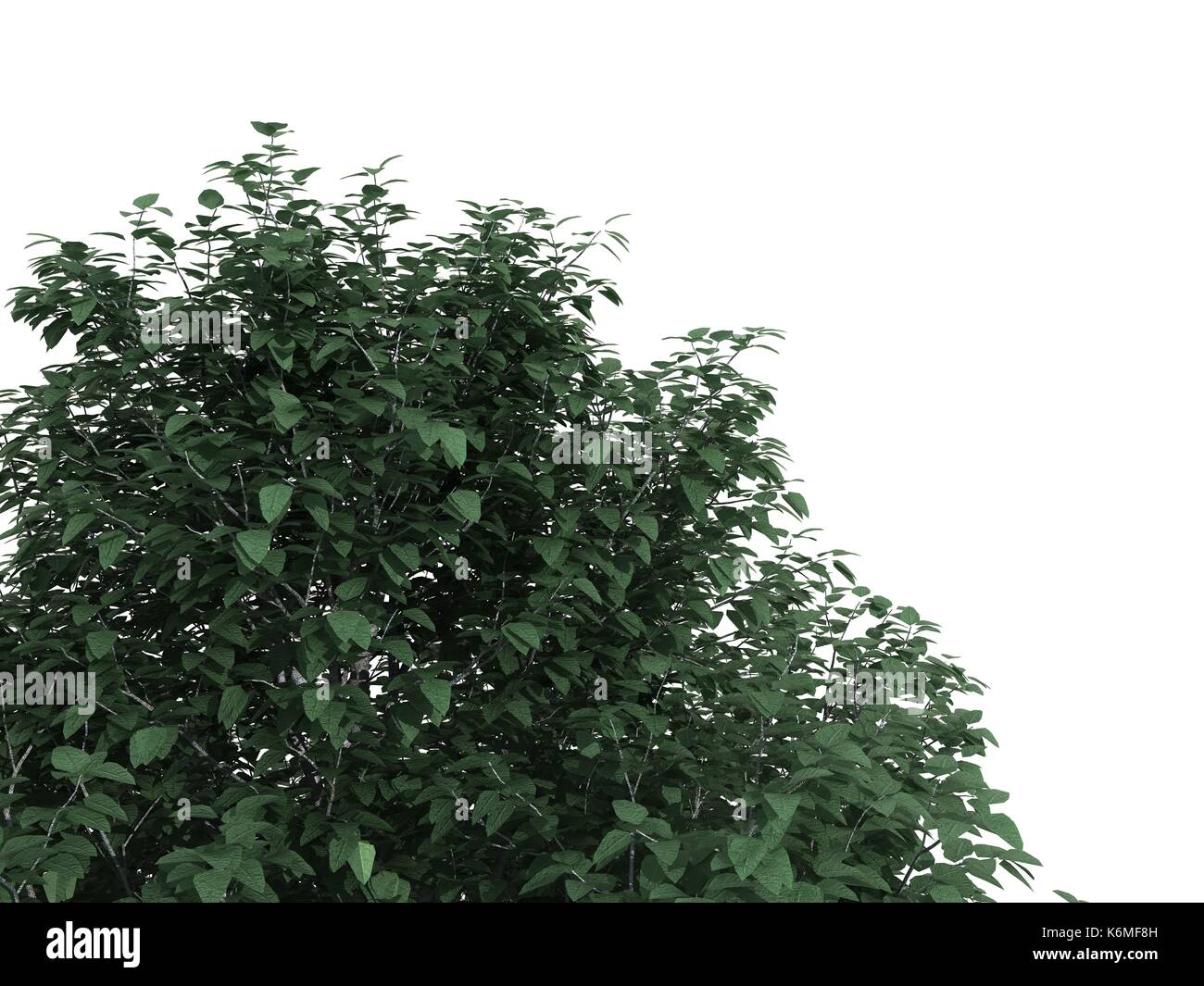 3d rendering of a realistic green tree foreground view isolated on ...