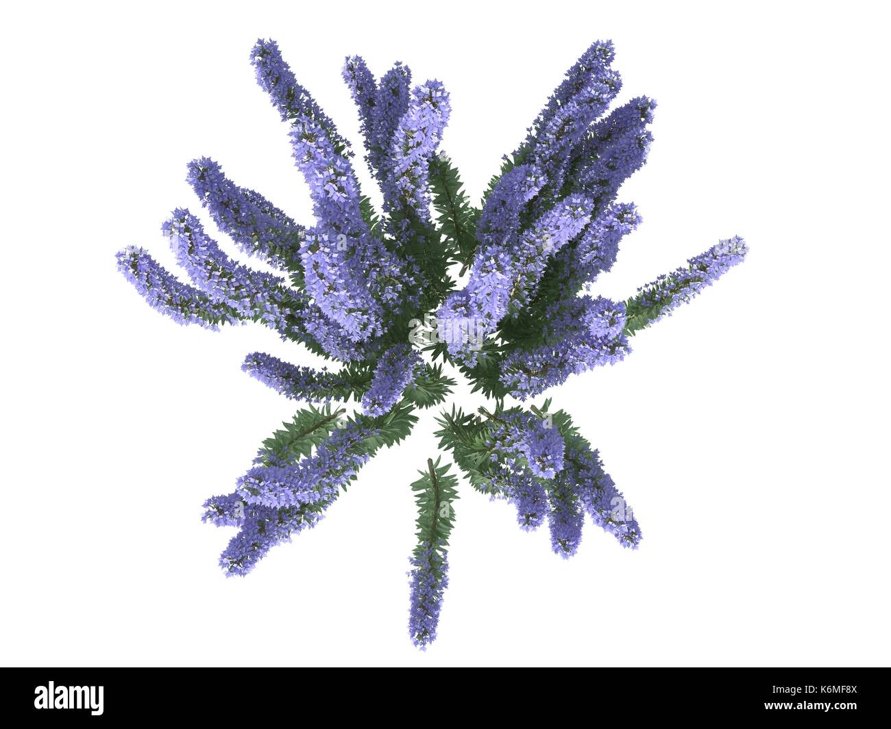 3d rendering of a flower bush from top view isolated on white Stock ...