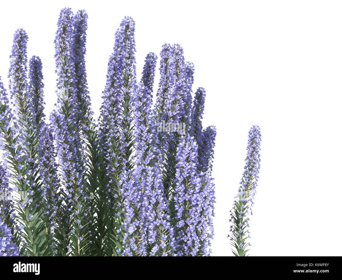 3d rendering of a realistic flower bush from front view isolated on ...